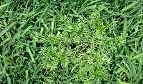 Weed Control | SWS GROUP