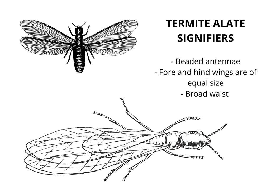 Alates (Flying Termites)